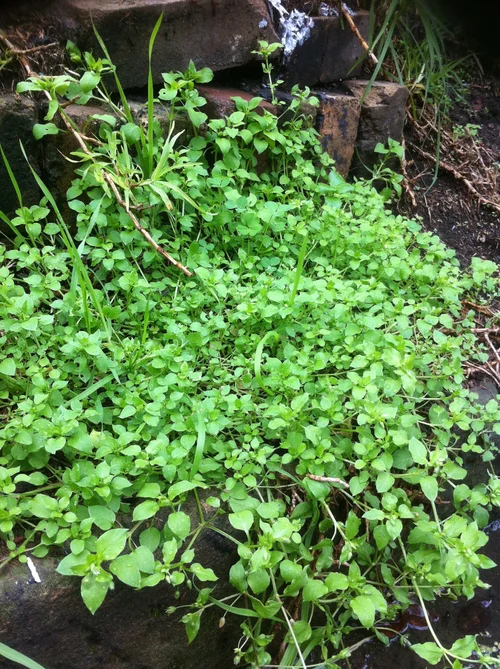 What Do Weeds in a Garden Look Like: Identify & Remove Fast - My Blog